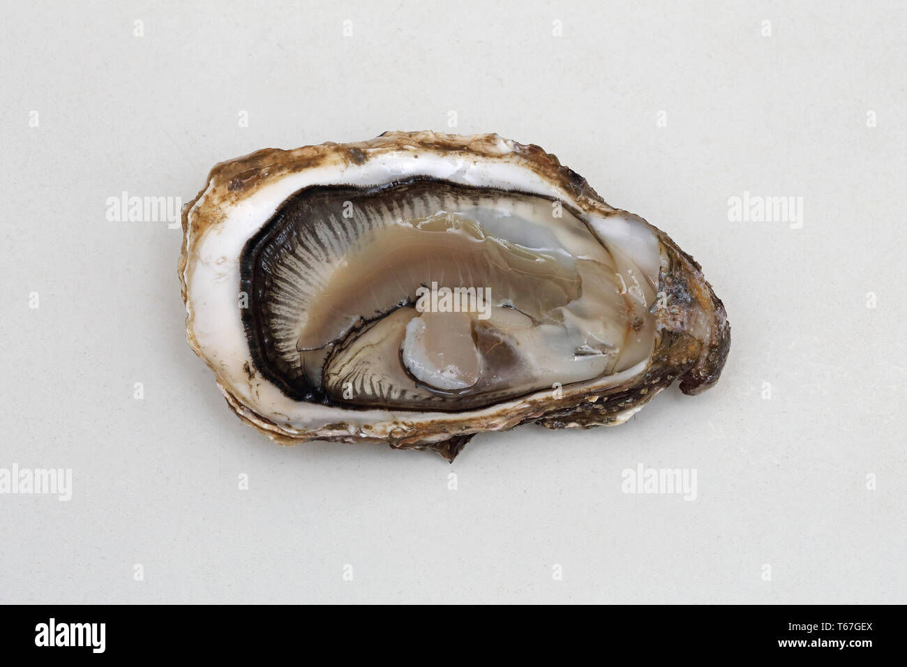 Open oyster shell one hi-res stock photography and images - Alamy