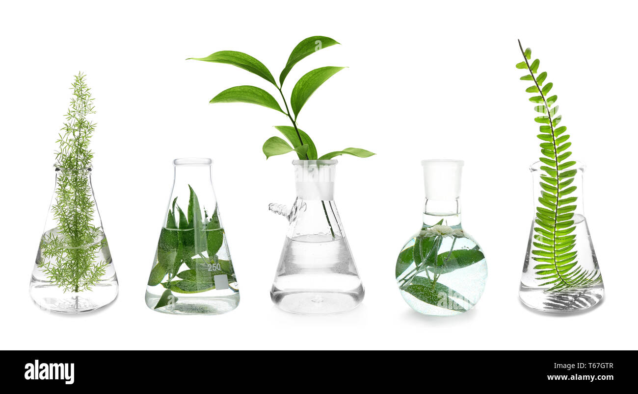 Laboratory flasks with plants on white background Stock Photo - Alamy