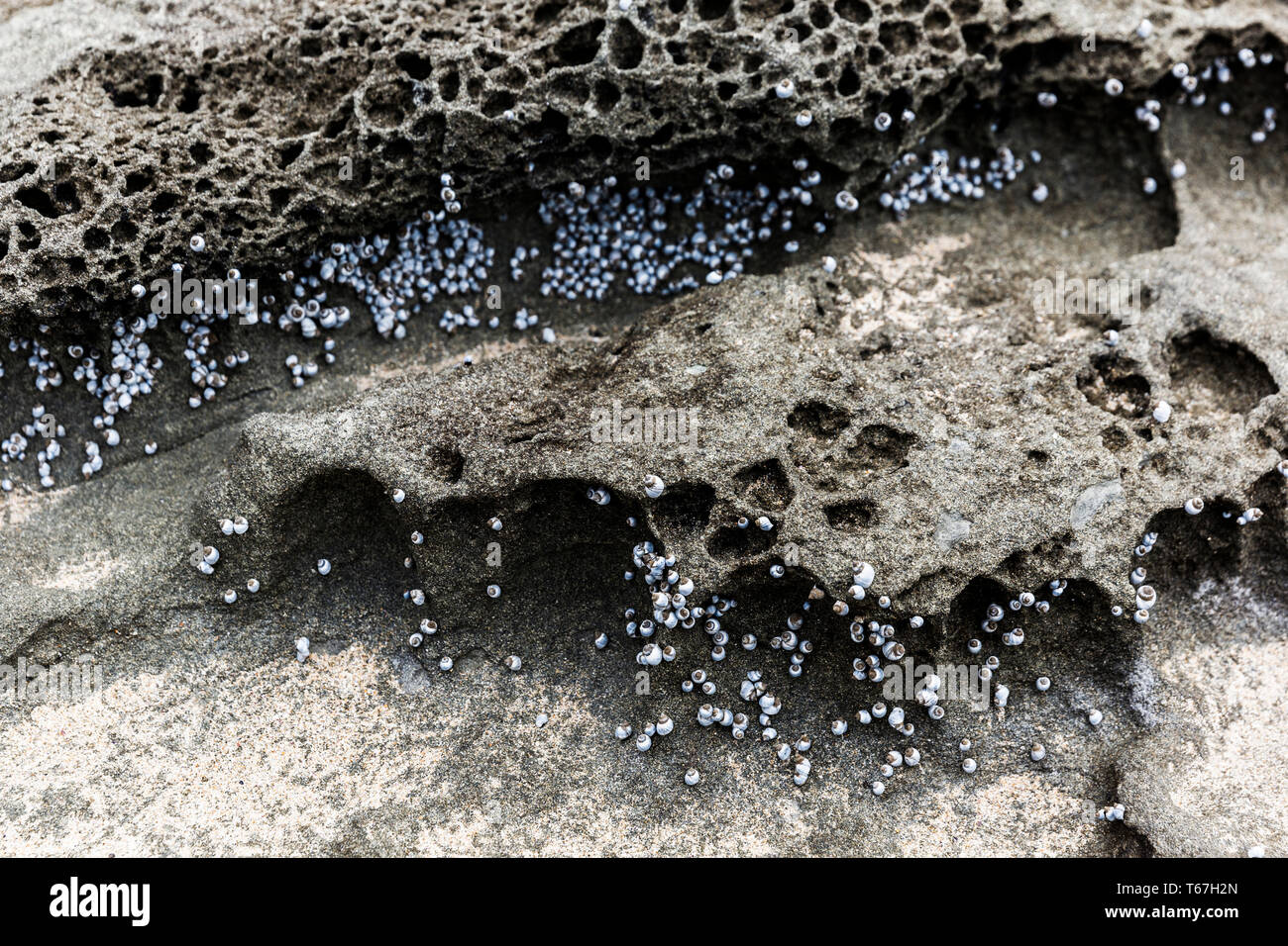 Tiny blue shells attached to volcanic beach side rock formation Stock ...