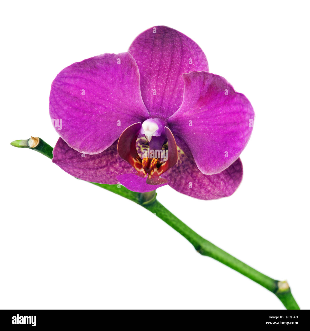 Very Rare Purple Orchid Isolated on White Backgrou Stock Photo - Alamy