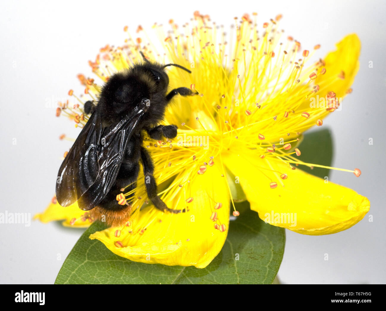 red-tailed bumblebee [Bombus lapidarius] Stock Photo - Alamy