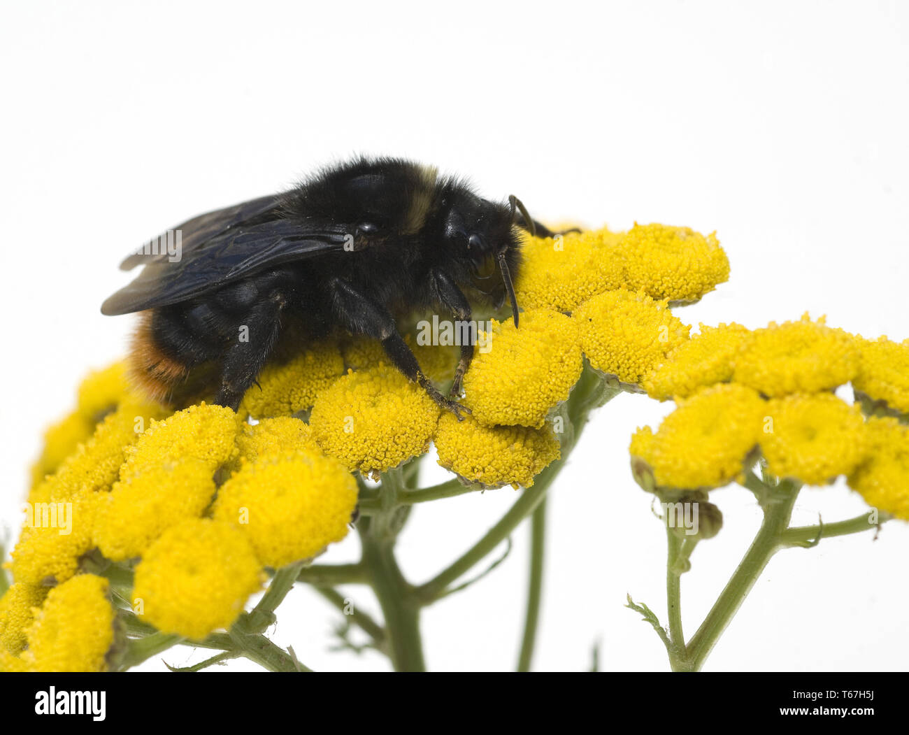 red-tailed bumblebee [Bombus lapidarius] Stock Photo - Alamy