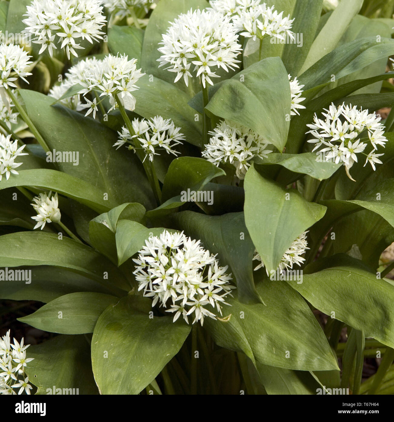 ramson, Allium ursinum Stock Photo - Alamy