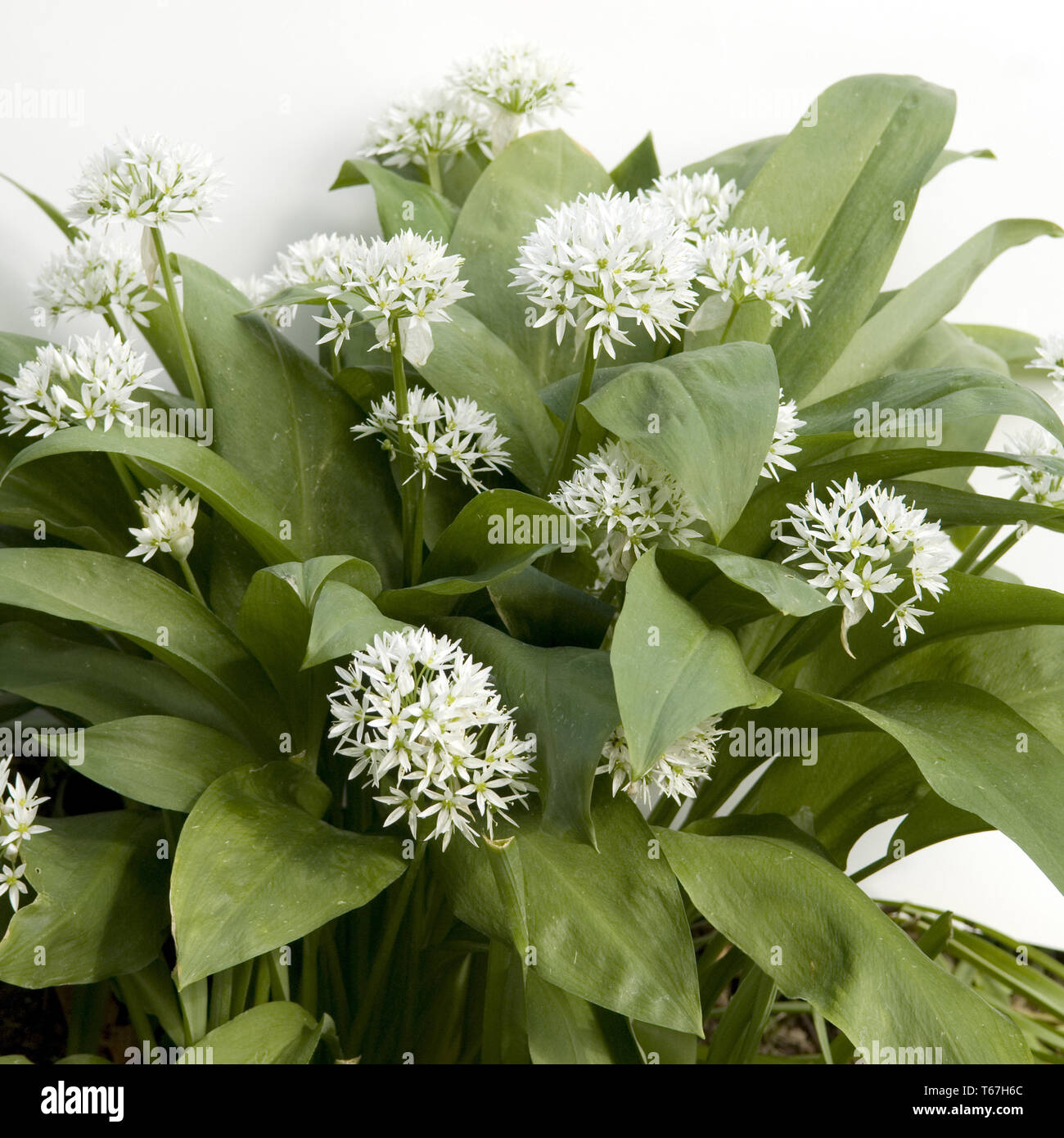 Ramson tea hi-res stock photography and images - Alamy