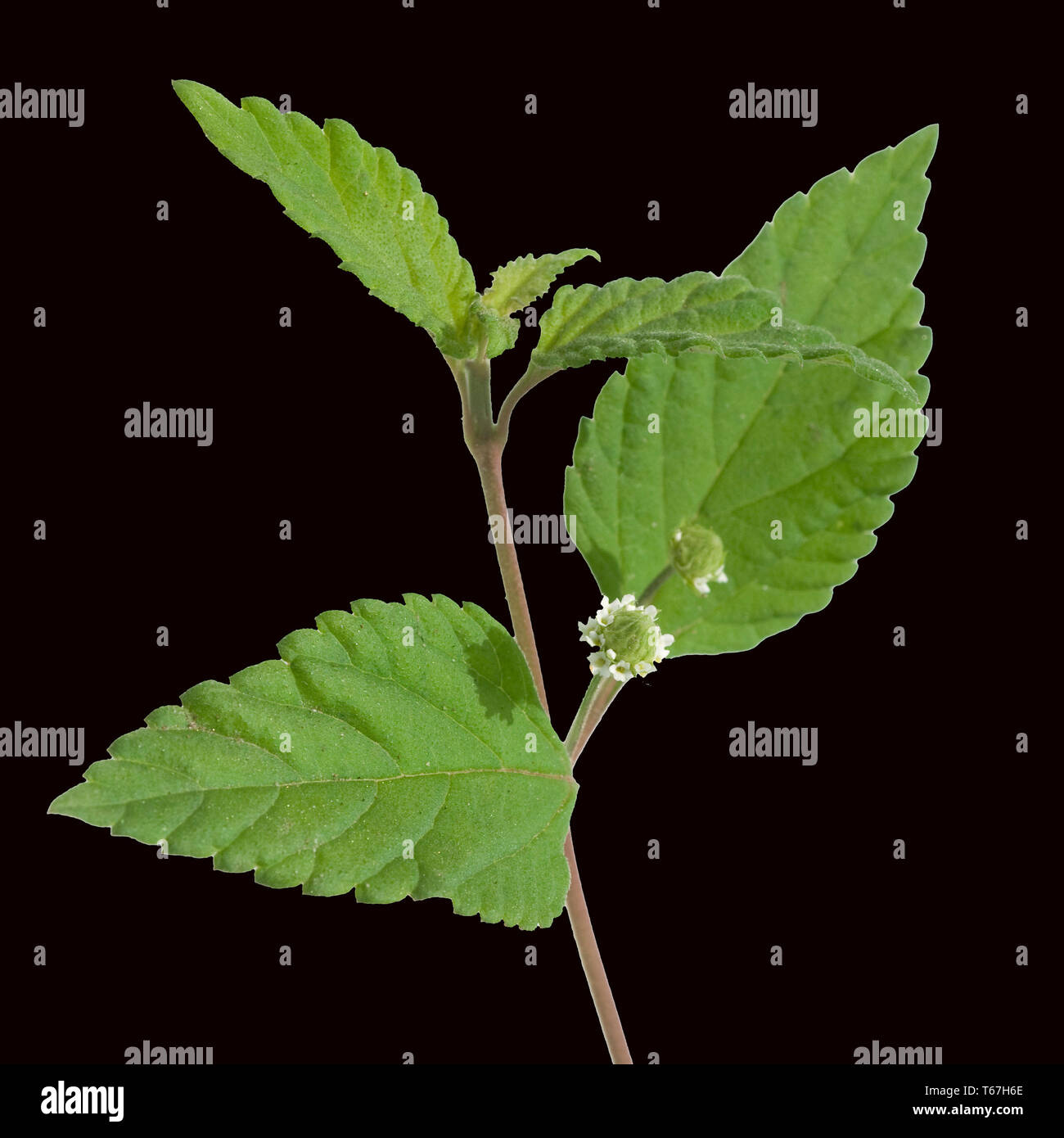 Aztec sweet herb, bushy lippia, Lippia dulcis, honeyherb [Lippia dulcis ...