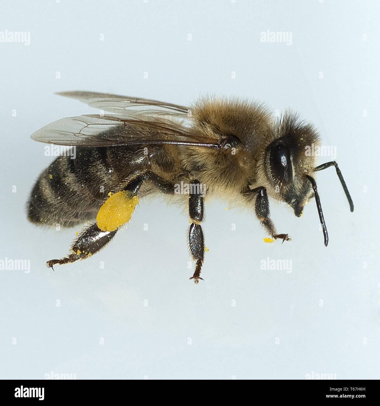 Honey Bee (Apis mellifica), Germany Stock Photo - Alamy
