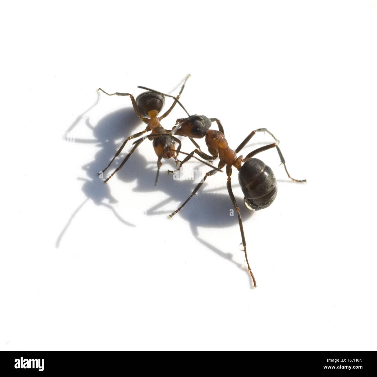 Horse ant formica rufa hi-res stock photography and images - Alamy