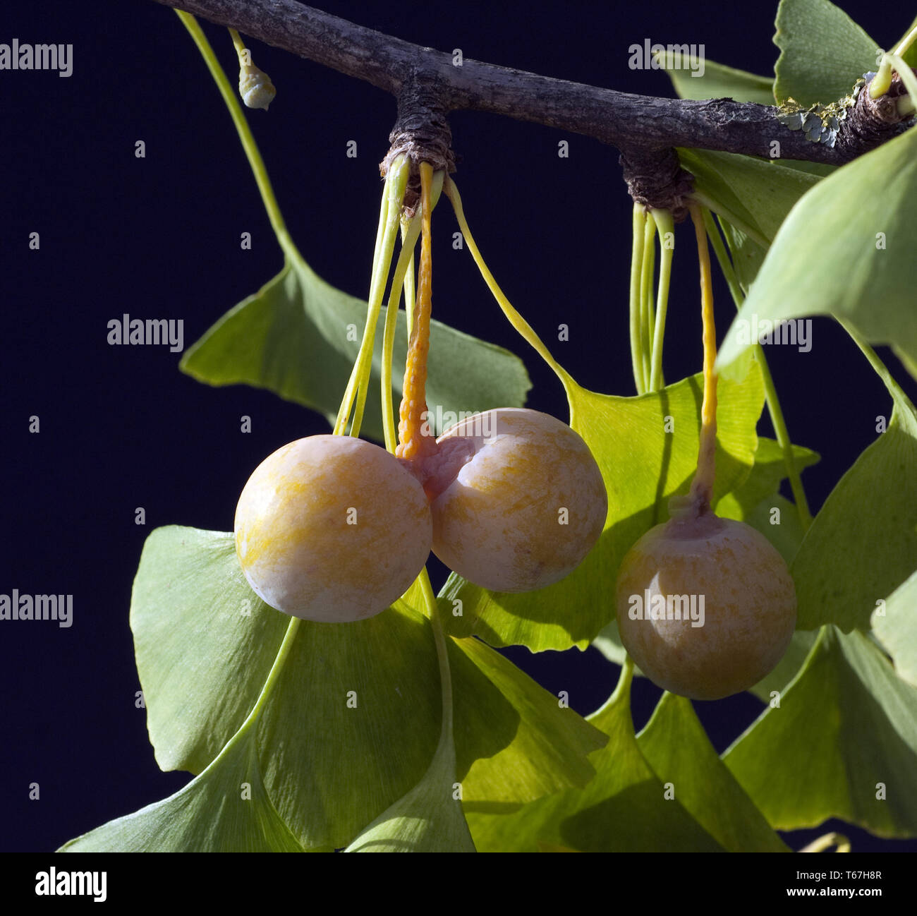 Grandfather of goethe hi-res stock photography and images - Alamy
