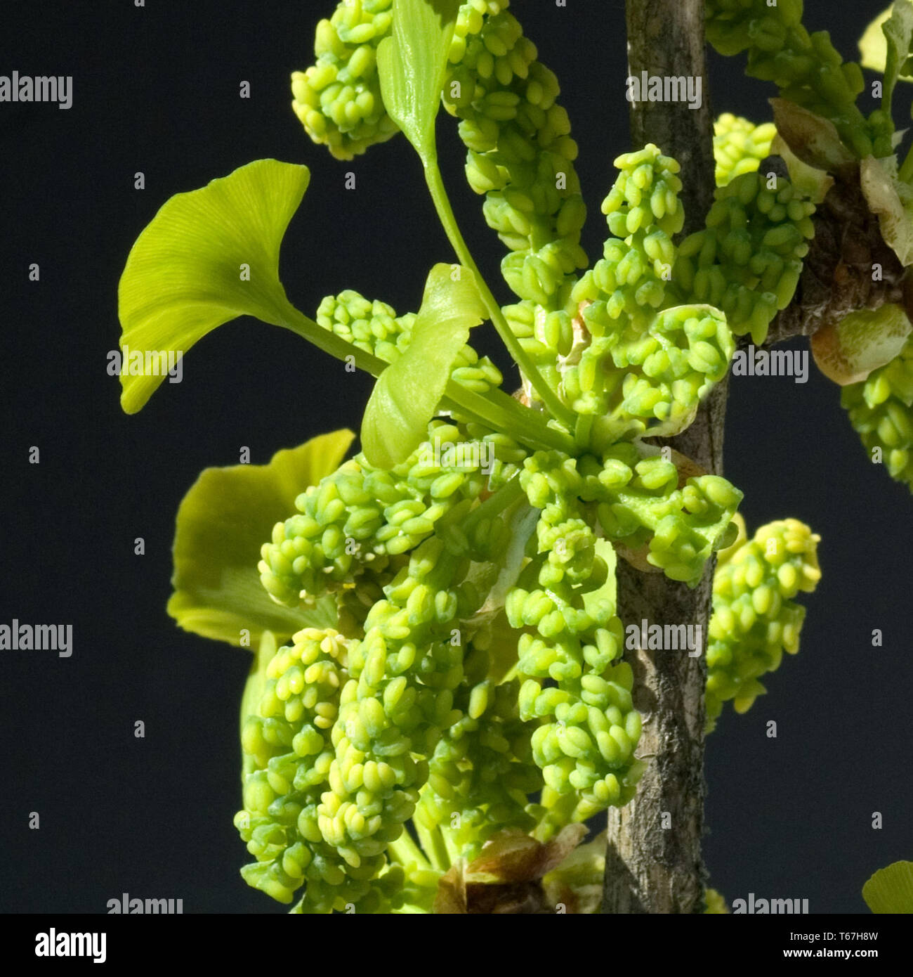 Ginkgoblueten hi-res stock photography and images - Alamy