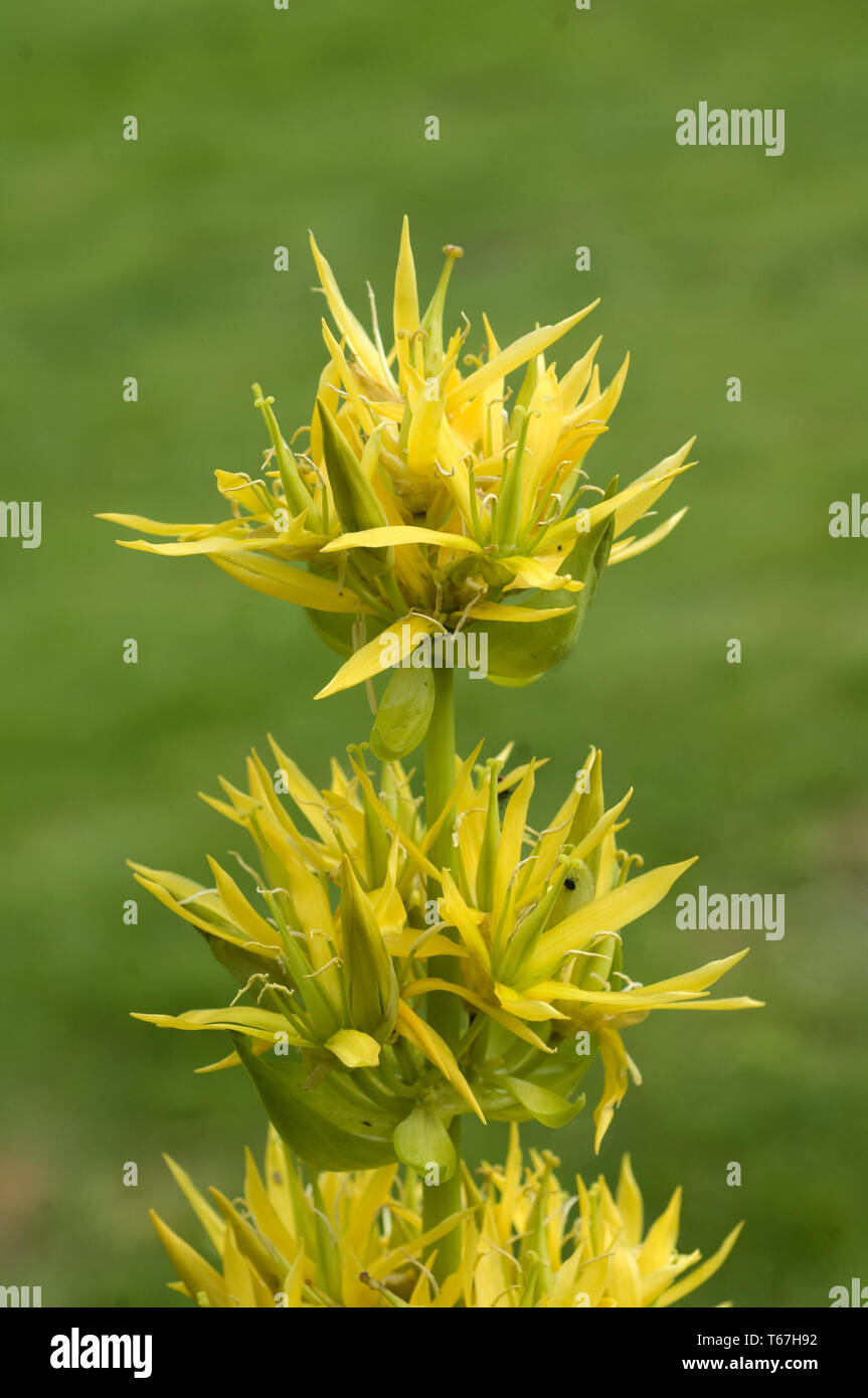 great yellow gentian [Gentiana lutea] Stock Photo - Alamy