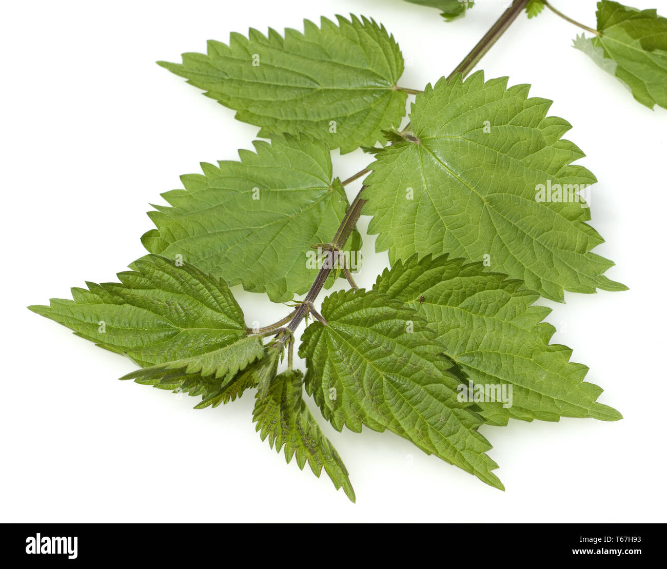 Stinging nettle, Urtica dioica, Germany Stock Photo - Alamy