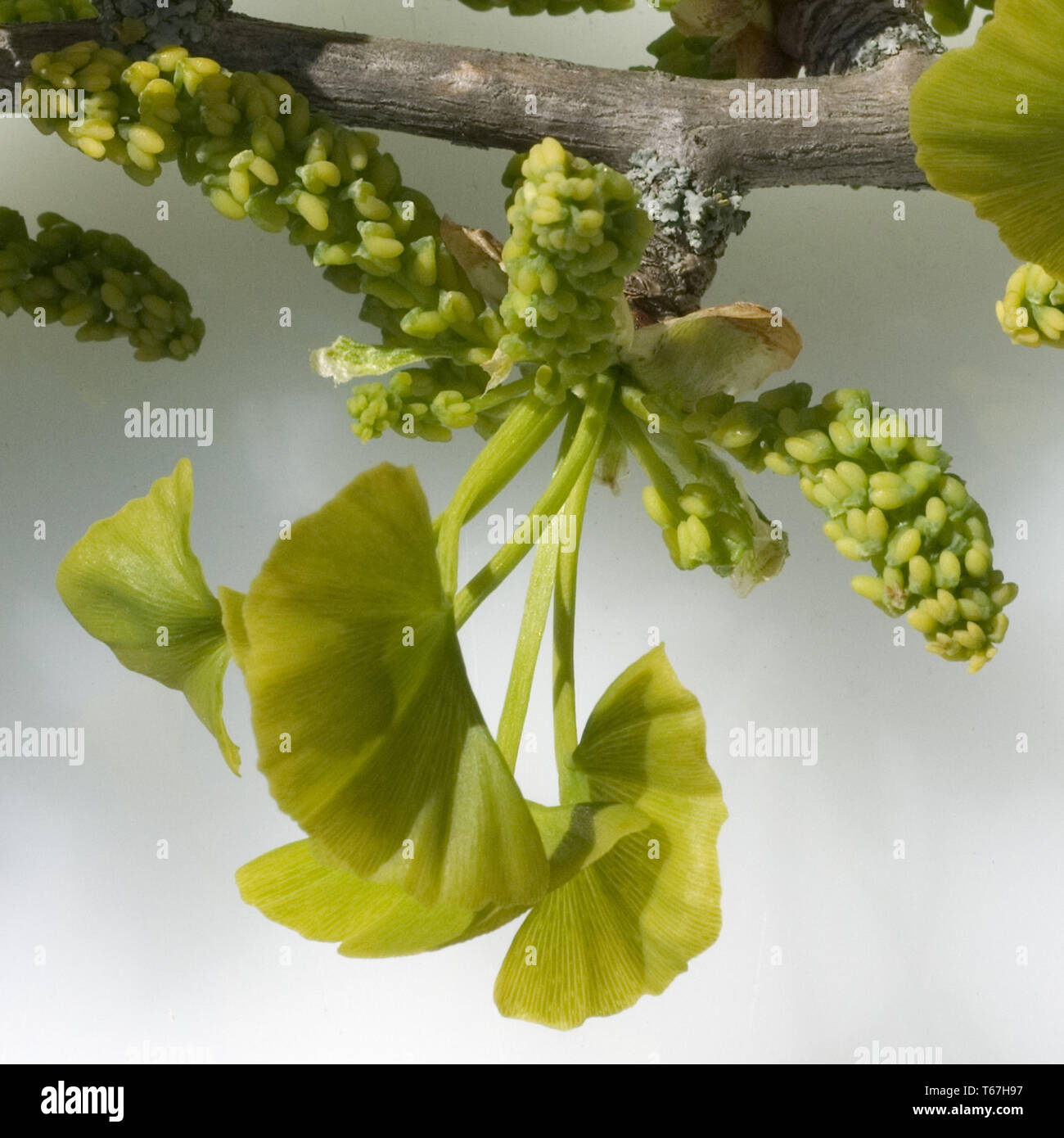 Ginkgoblueten hi-res stock photography and images - Alamy