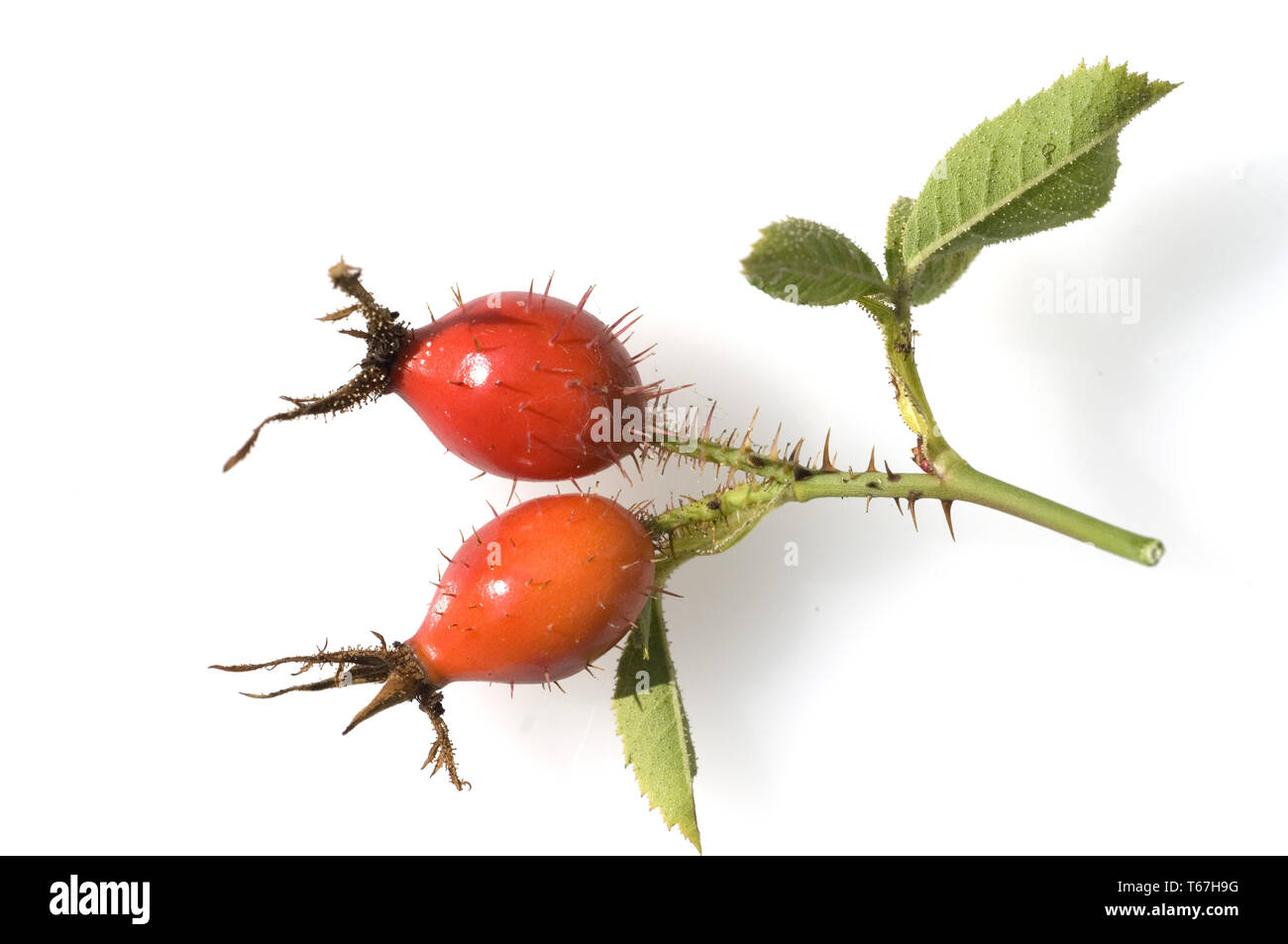 Rosehip or dog rose, Rosa canina Stock Photo - Alamy