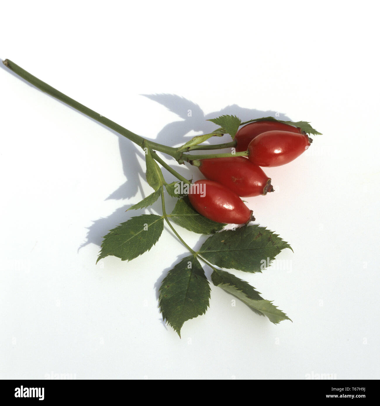 Rosehip or dog rose, Rosa canina Stock Photo - Alamy