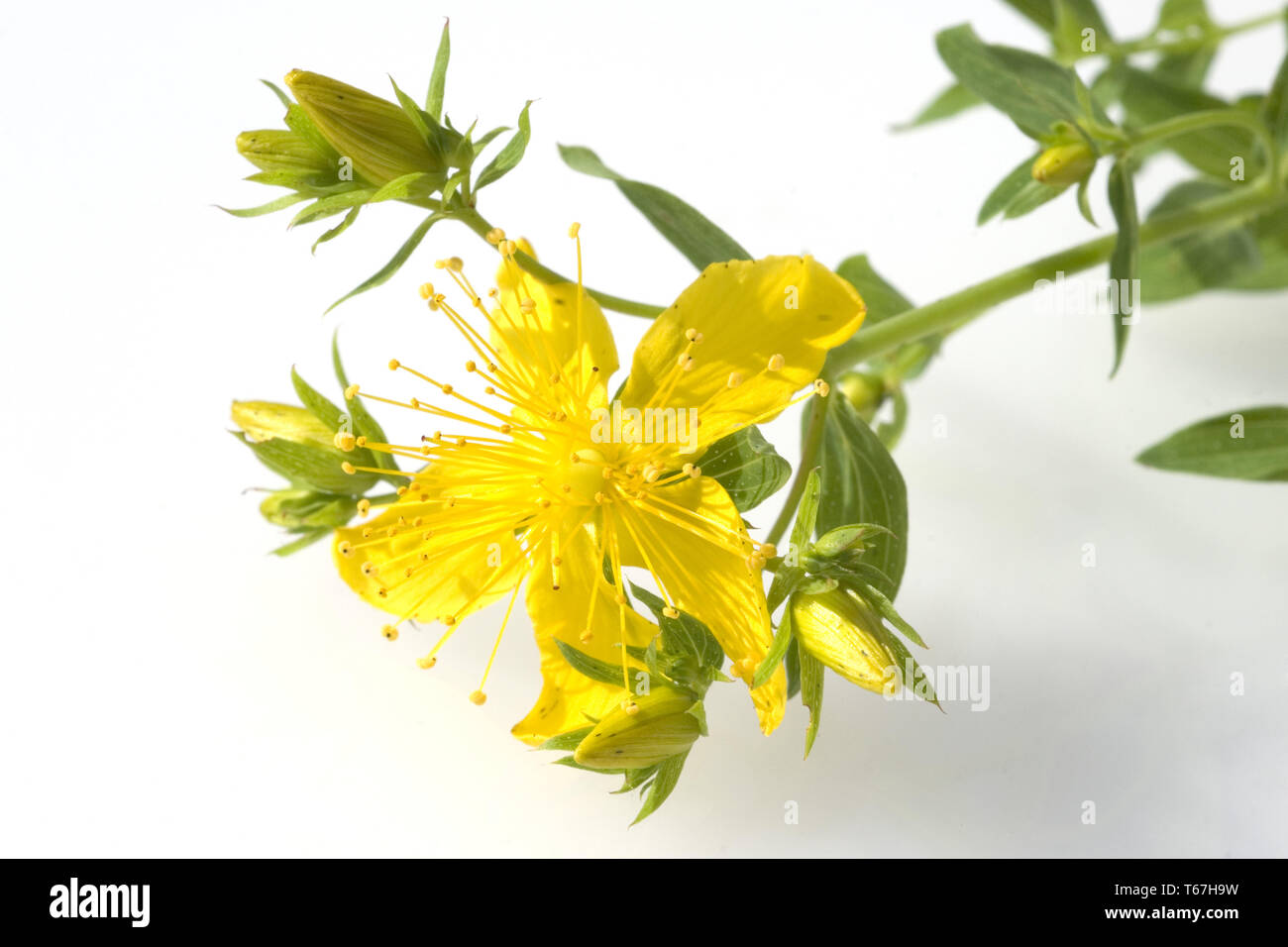 chase-devil, Klamath weed, Tipton's weed, goat weed, St. John's wort ...