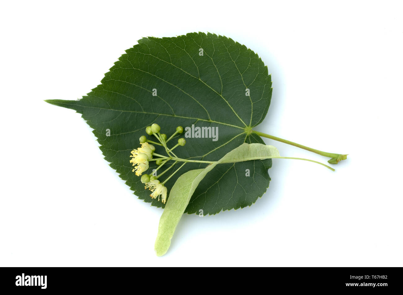 linden tree, genus tilia Stock Photo - Alamy