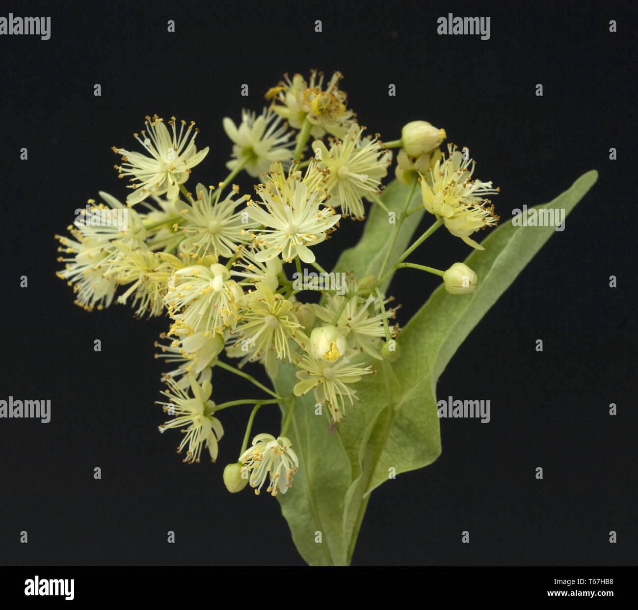 linden tree, genus tilia Stock Photo - Alamy