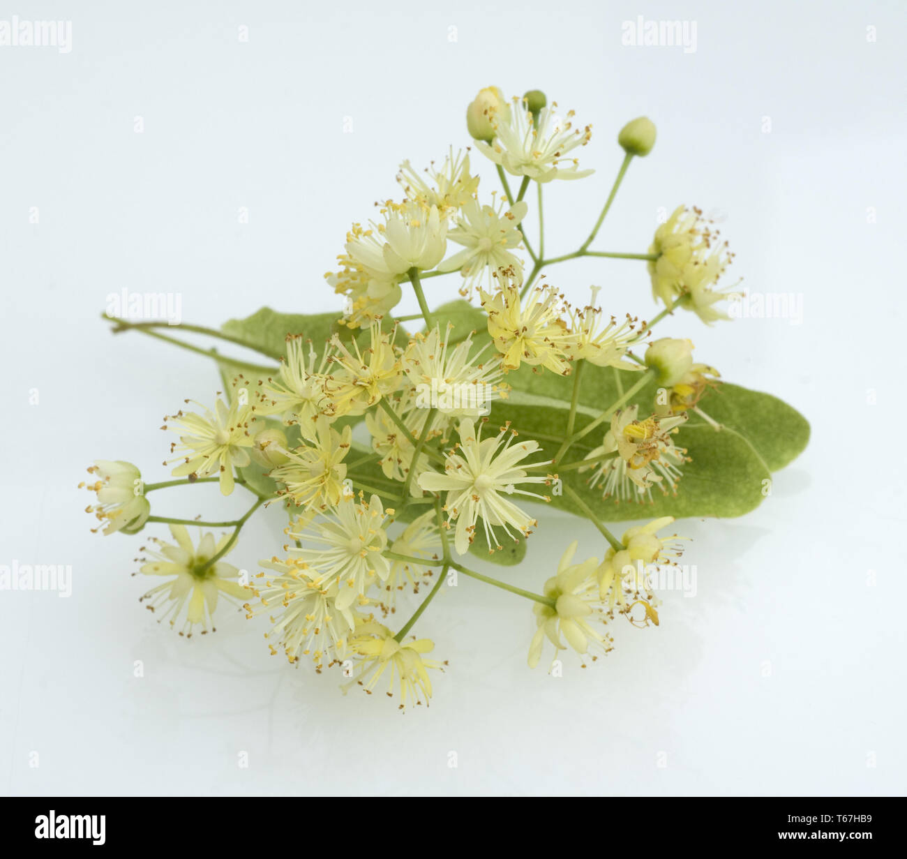linden tree, genus tilia Stock Photo - Alamy
