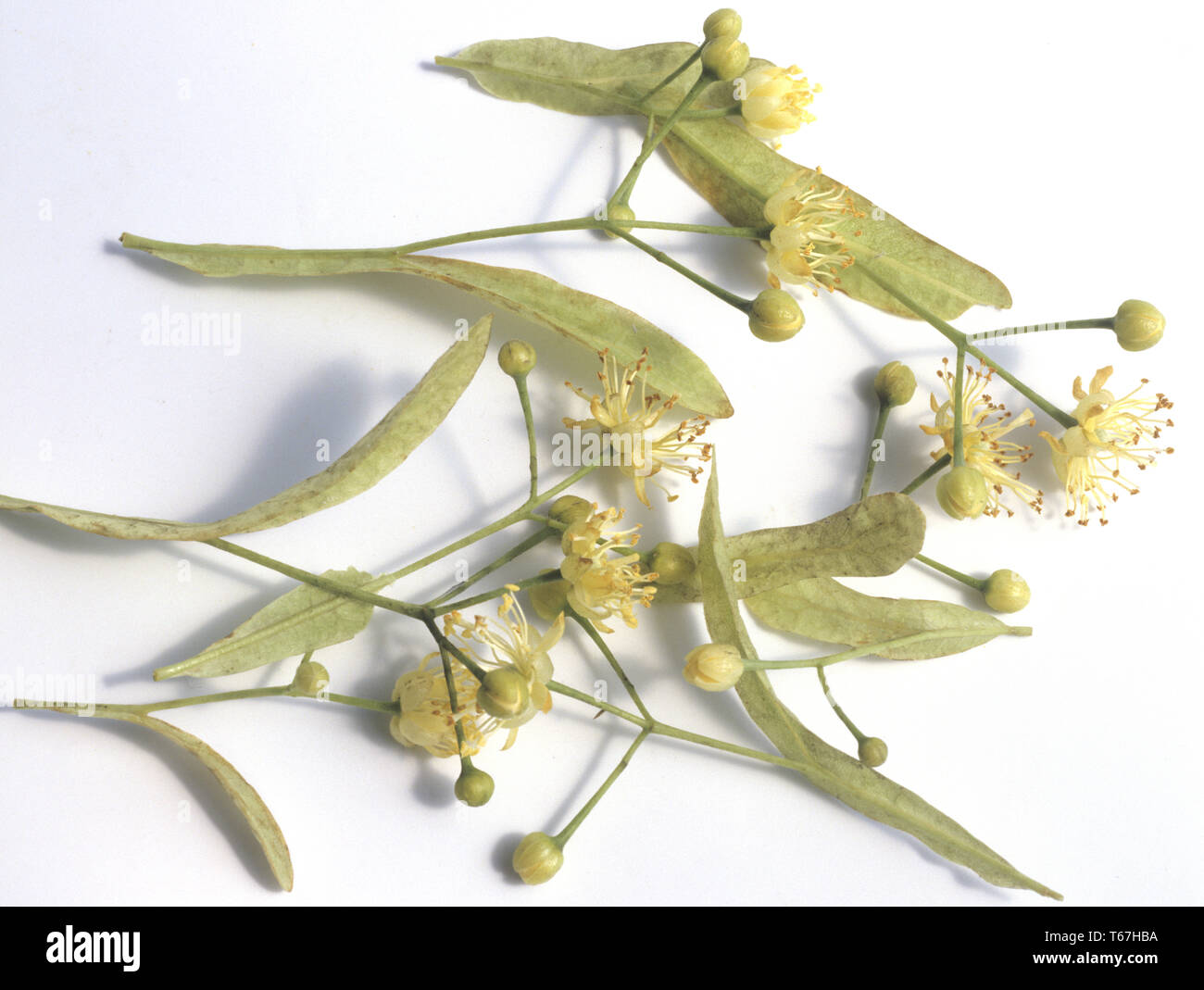linden tree, genus tilia Stock Photo - Alamy