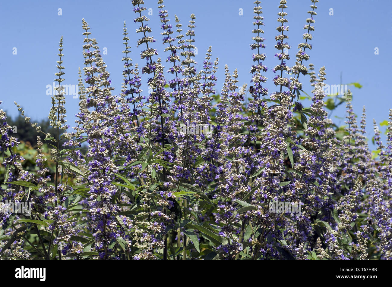 Monk's pepper or chaste tree, vitex agnus-castus Stock Photo - Alamy