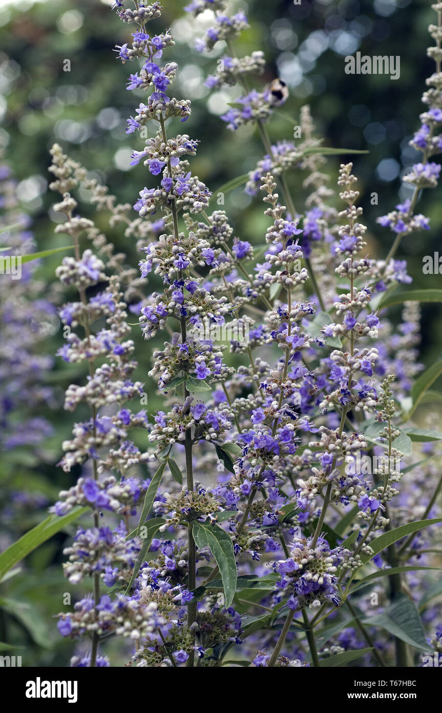 Monk's pepper or chaste tree, vitex agnus-castus Stock Photo - Alamy