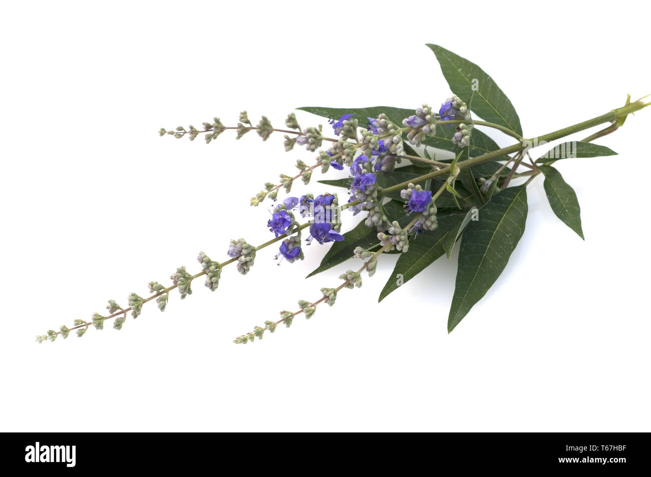 Monk's pepper or chaste tree, vitex agnus-castus Stock Photo - Alamy