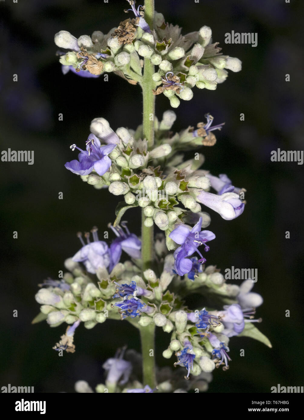 Monk's pepper or chaste tree, vitex agnus-castus Stock Photo - Alamy