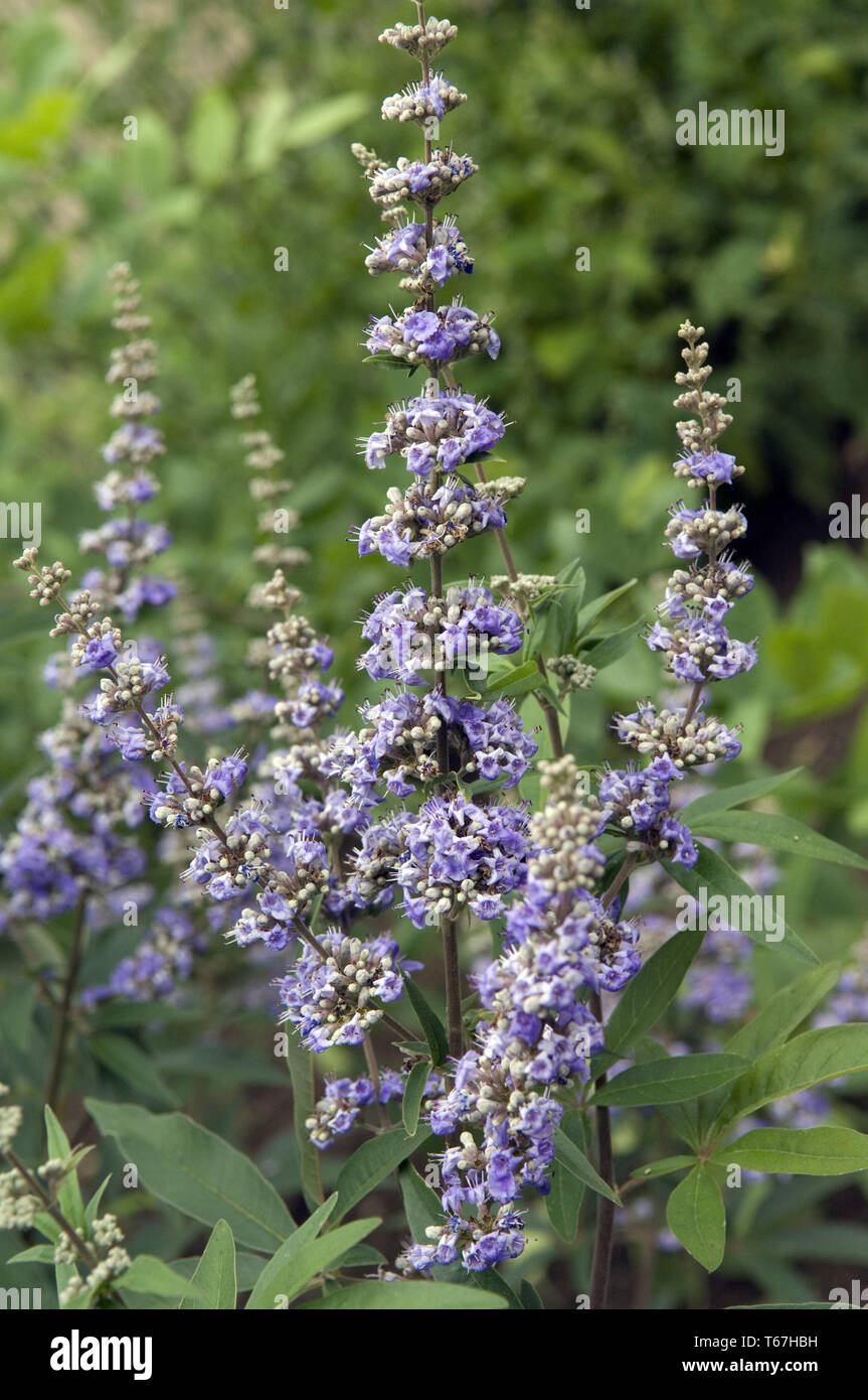 Monk's pepper or chaste tree, vitex agnus-castus Stock Photo - Alamy