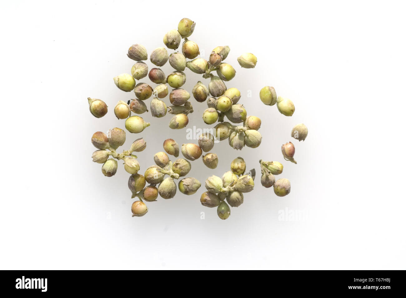 Monk's pepper or chaste tree, vitex agnus-castus Stock Photo - Alamy