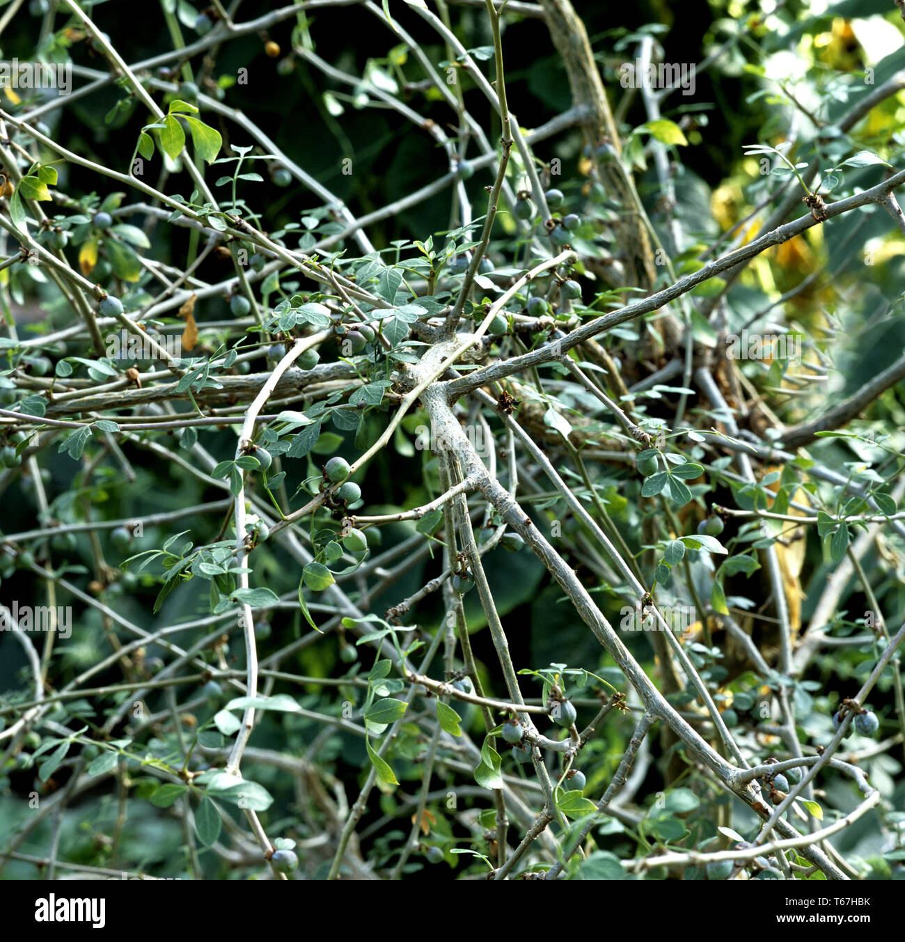 Myrrh Plant High Resolution Stock Photography and Images - Alamy