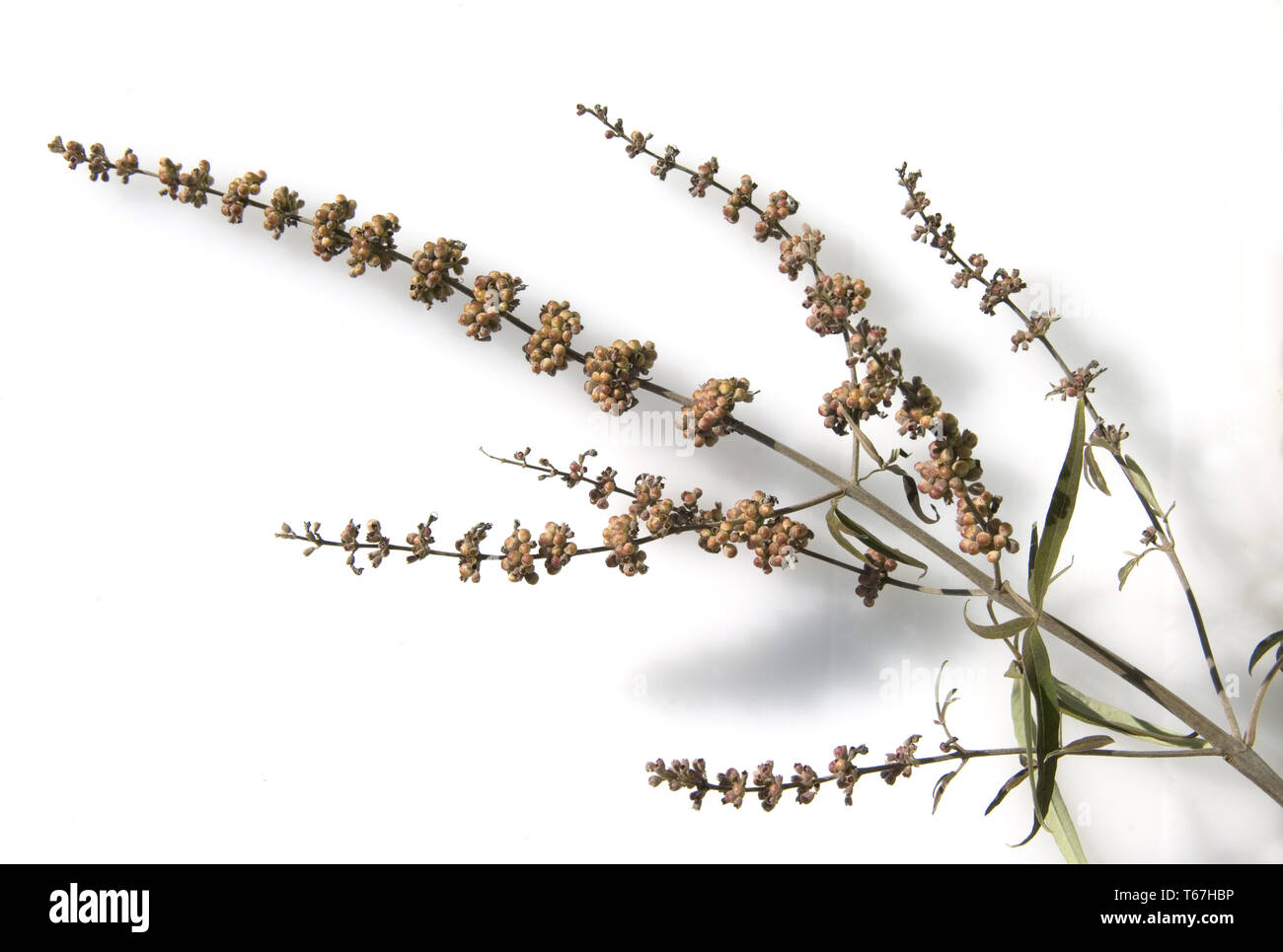 Monk's pepper or chaste tree, vitex agnus-castus Stock Photo - Alamy