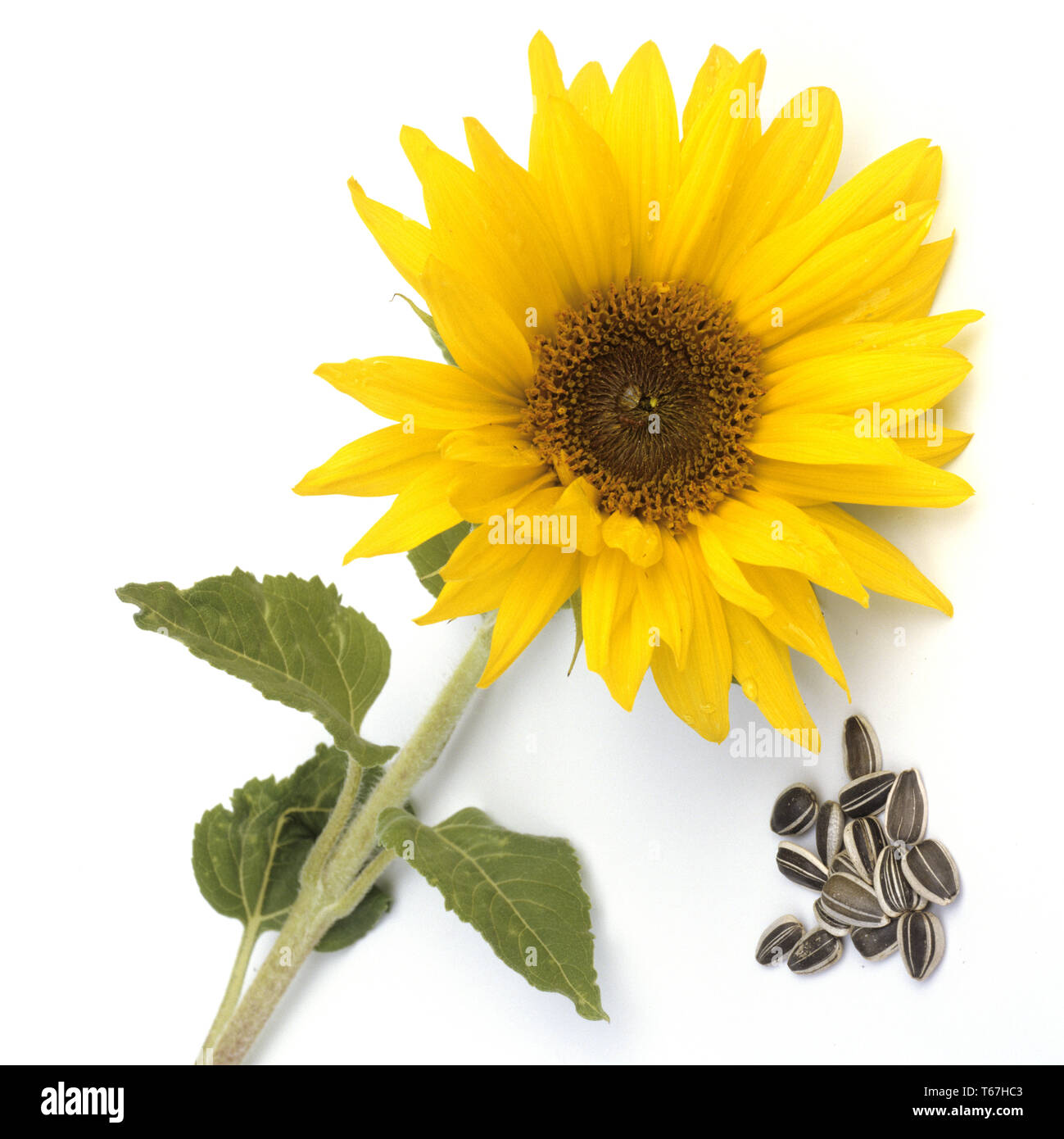 Recording native flora hi-res stock photography and images - Alamy