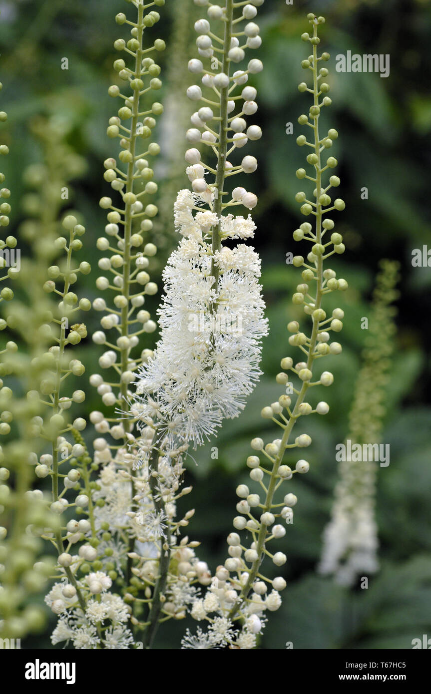 Bugbane High Resolution Stock Photography and Images - Alamy