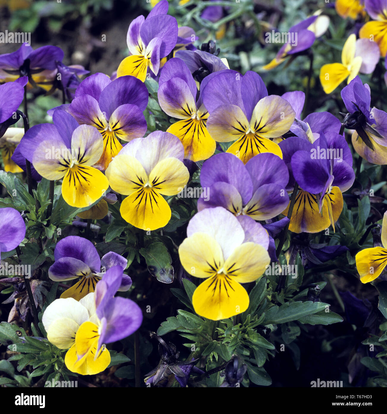 Pansies, viola tricolor Stock Photo - Alamy