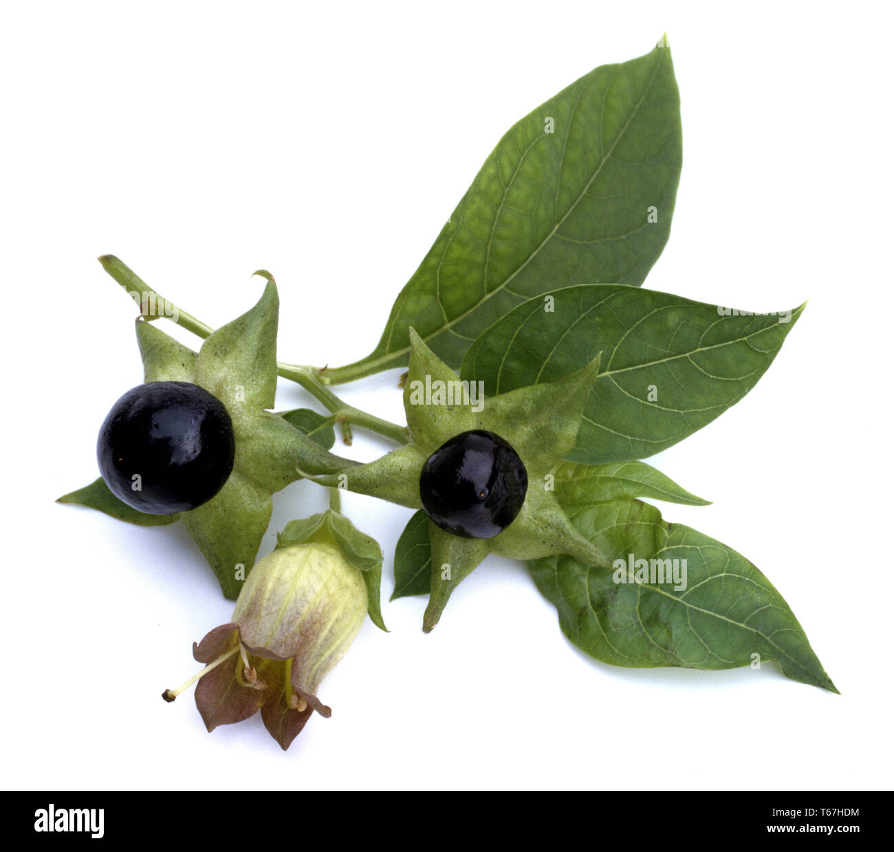 Belladonna, banewort, dwale, deadly nightshade, death cherries, devil's ...