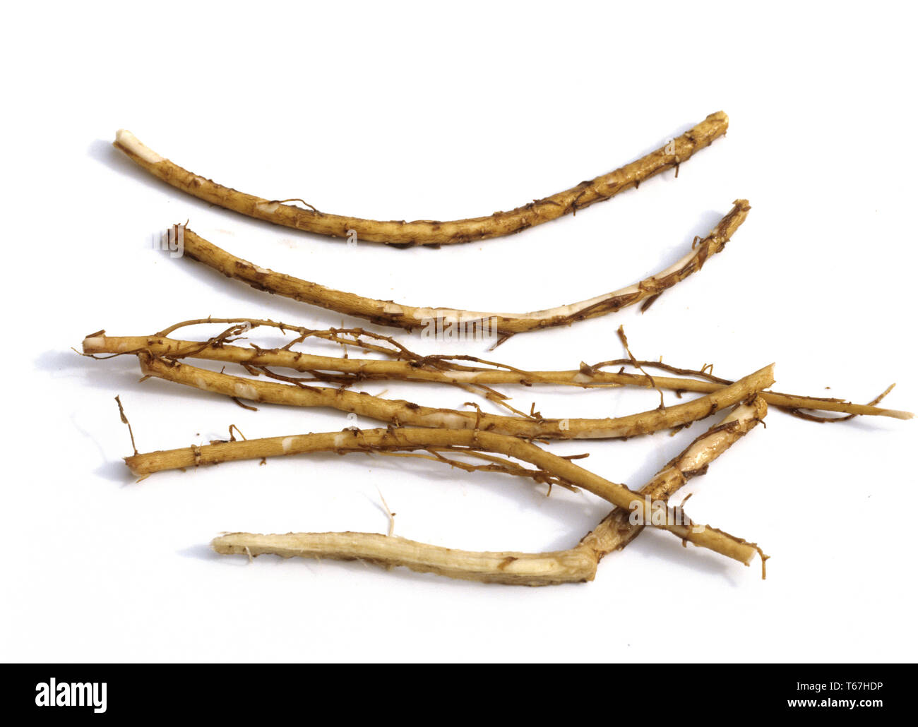 Liquorice, Glycyrrhiza glabra Stock Photo - Alamy