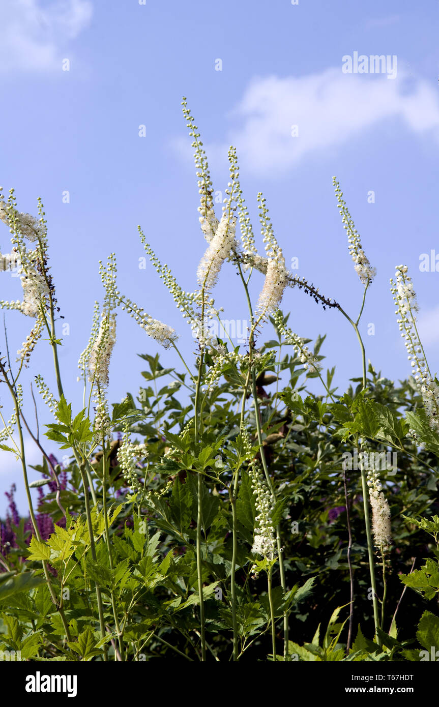 Bugbane High Resolution Stock Photography and Images - Alamy