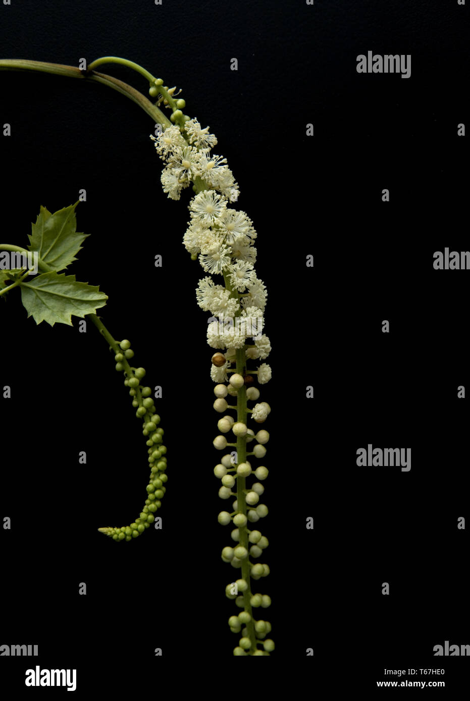 Black bugbane or black cohosh, Actaea racemosa Stock Photo - Alamy