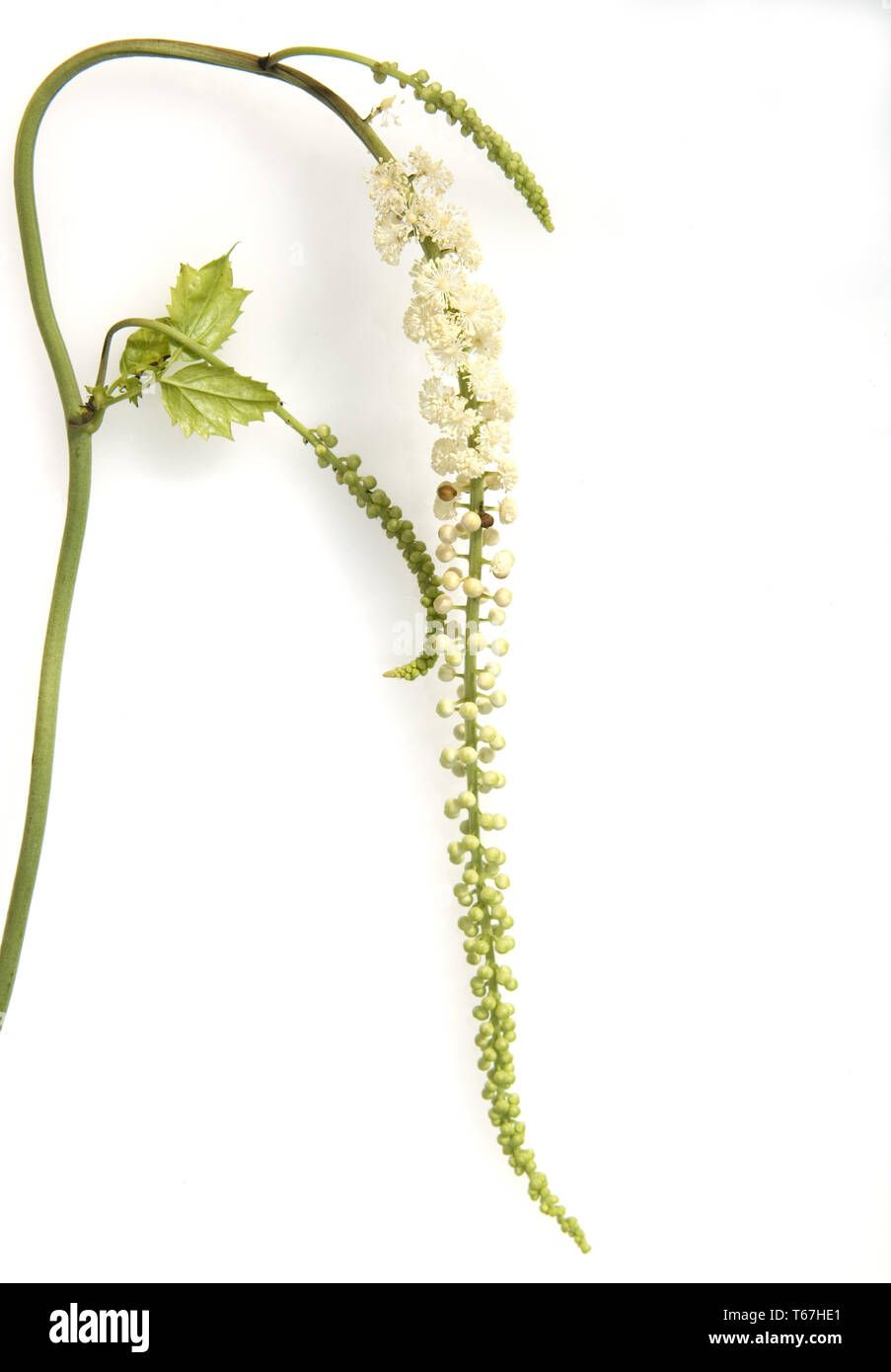 Black bugbane or black cohosh, Actaea racemosa Stock Photo - Alamy