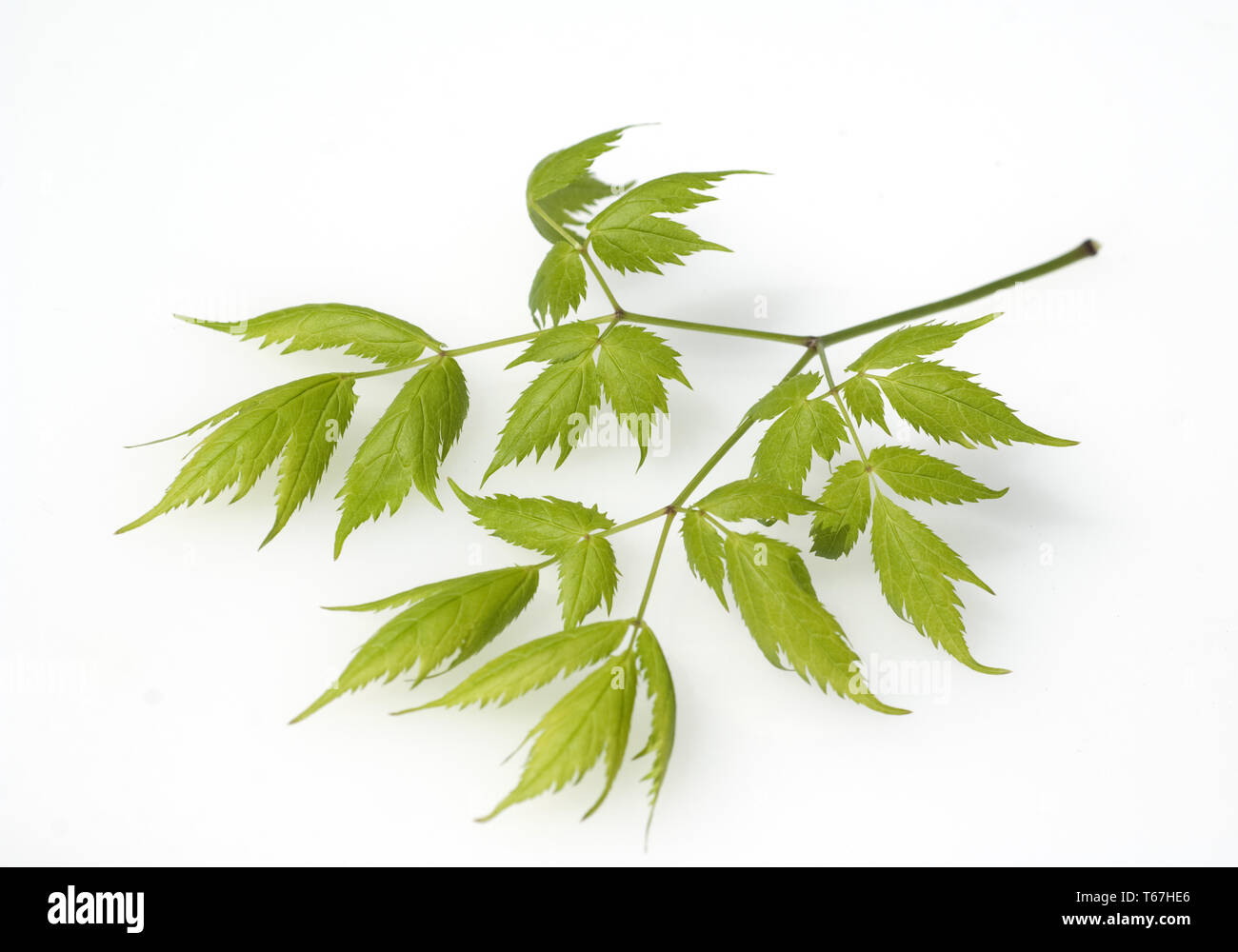 Black bugbane or black cohosh, Actaea racemosa Stock Photo - Alamy