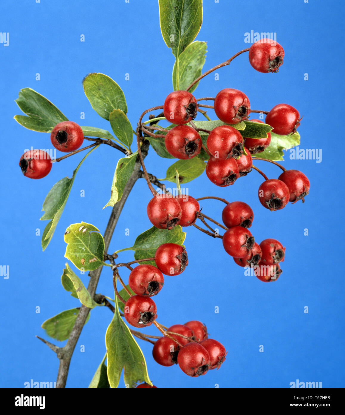 Hawthorn, Thornapple, genus Crataegus Stock Photo - Alamy