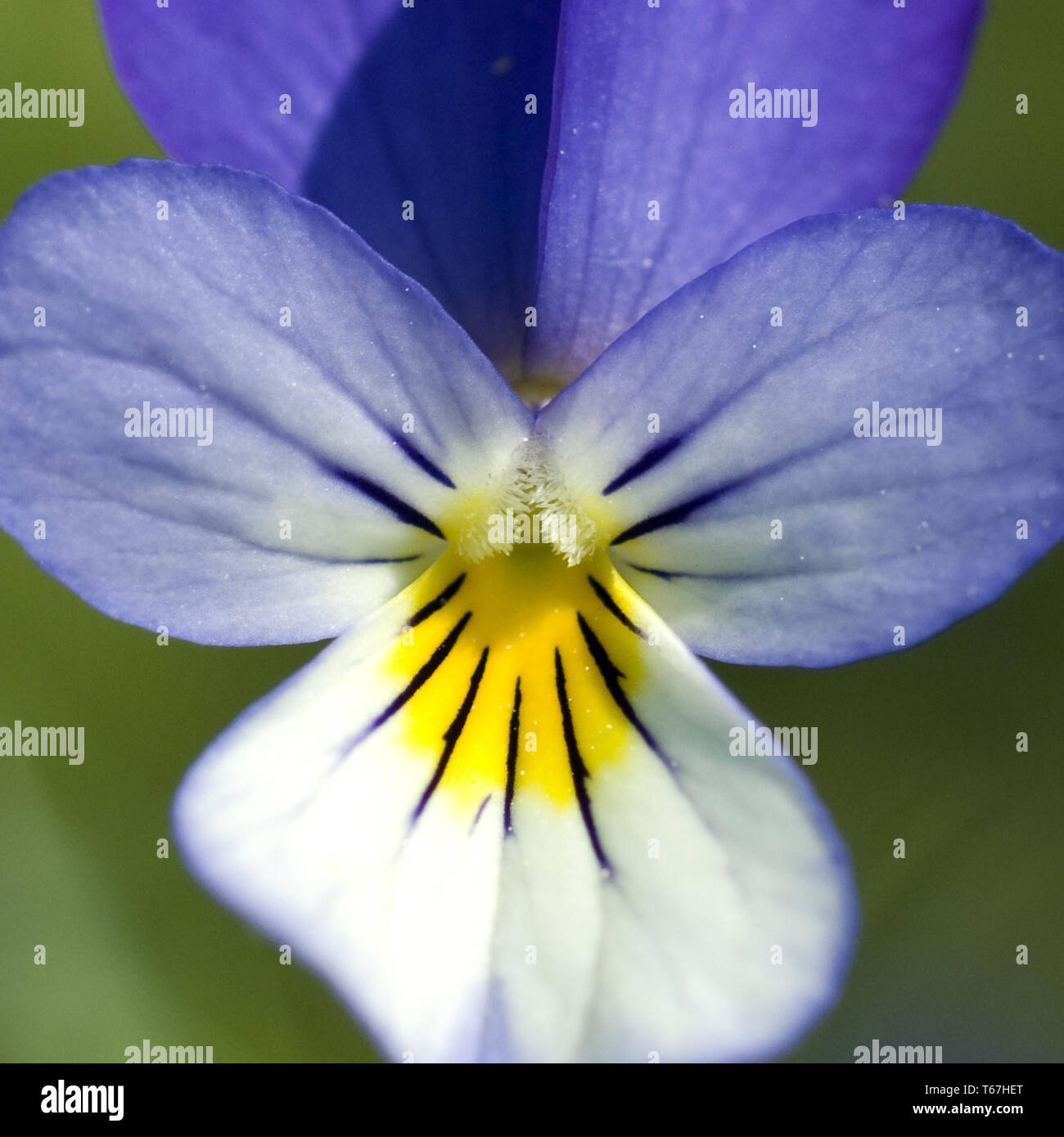 Viola tricolor home hi-res stock photography and images - Alamy
