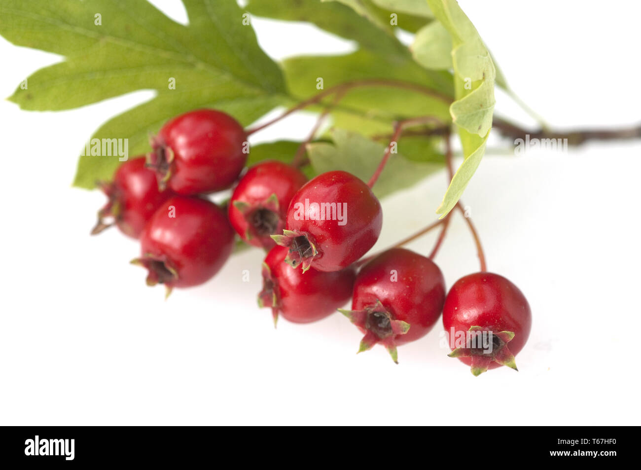 Hawthorn, Thornapple, genus Crataegus Stock Photo - Alamy