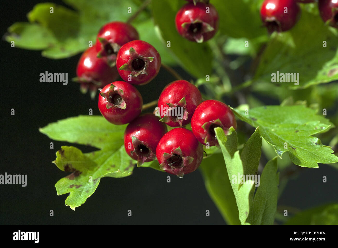 Hawthorn, Thornapple, genus Crataegus Stock Photo - Alamy