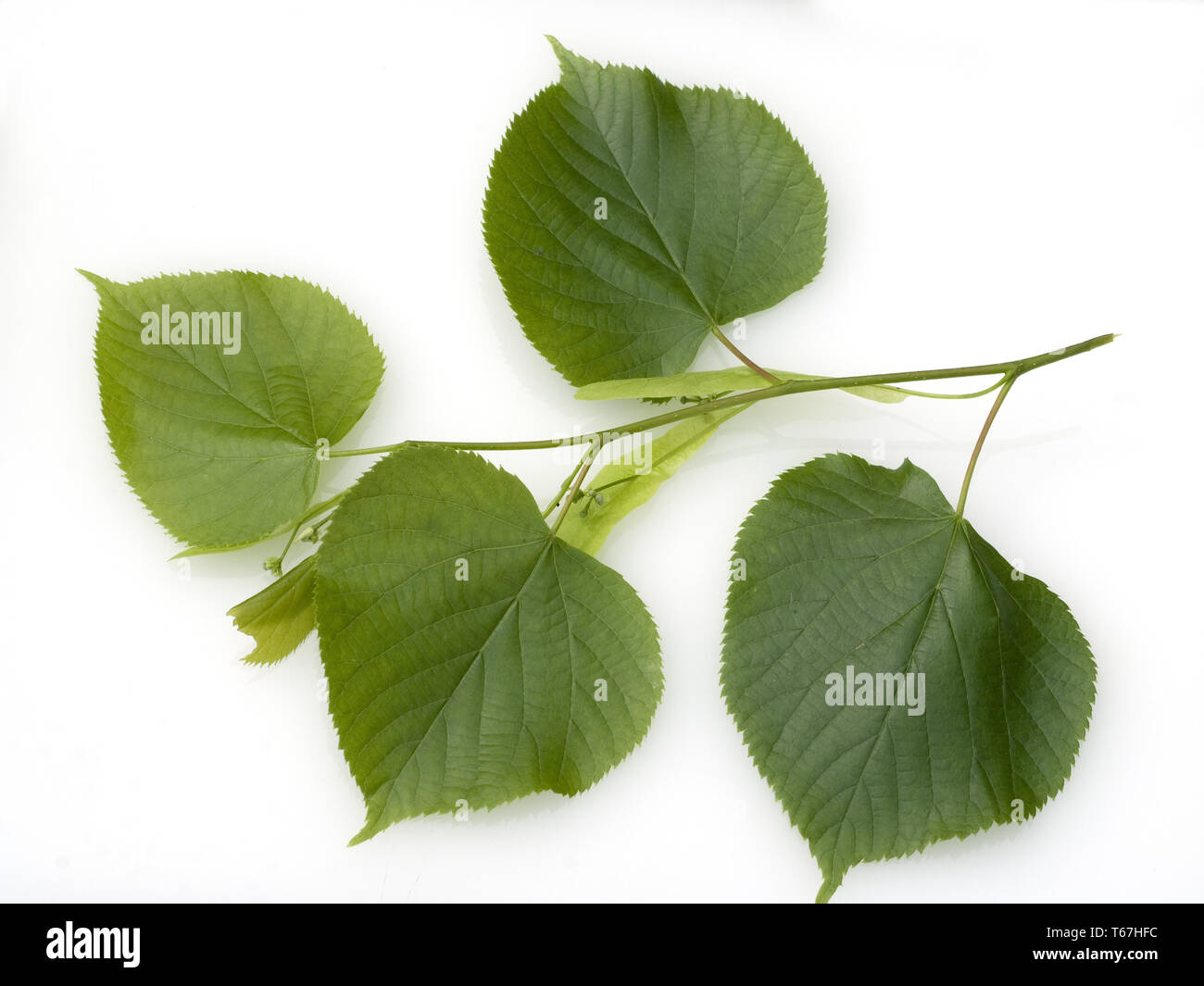 littleleaf linden or Small leaf linden, Tilia cordata Stock Photo - Alamy