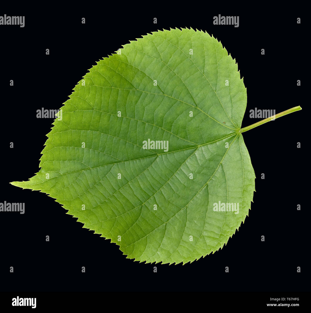 littleleaf linden or Small leaf linden, Tilia cordata Stock Photo - Alamy