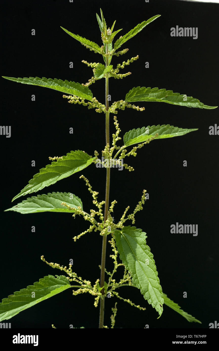 Burning Nettle High Resolution Stock Photography and Images - Alamy