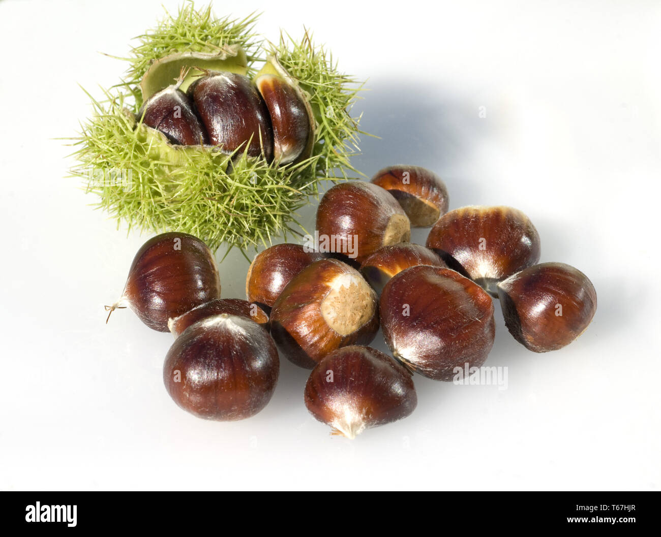 Spanish chestnut or Sweet chestnut [Castanea sativa] Stock Photo - Alamy