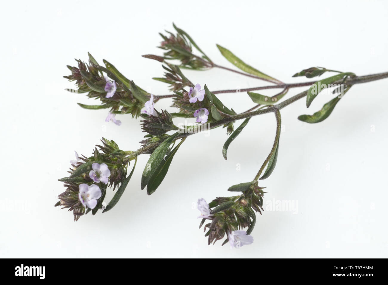 Satureja montana tea hi-res stock photography and images - Alamy