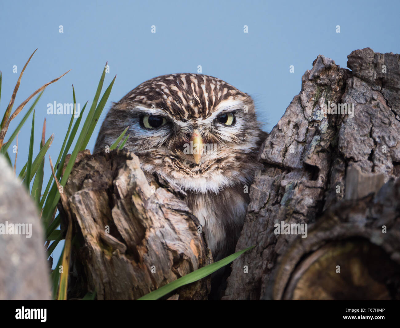 Little owl on tree hi-res stock photography and images - Alamy